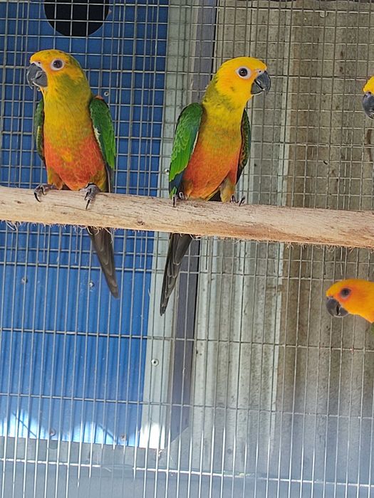Aratinga jandaya 2025 Albergaria-A-Velha E Valmaior • OLX.pt