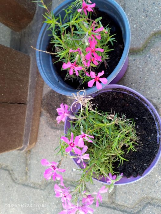 Floks szydlasty sadzonka Gostynin • OLX.pl