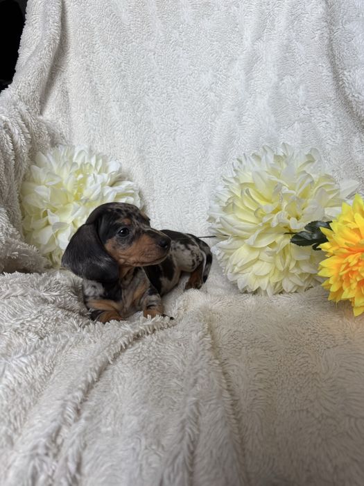 Jamnik czarny merle Proszowice • OLX.pl