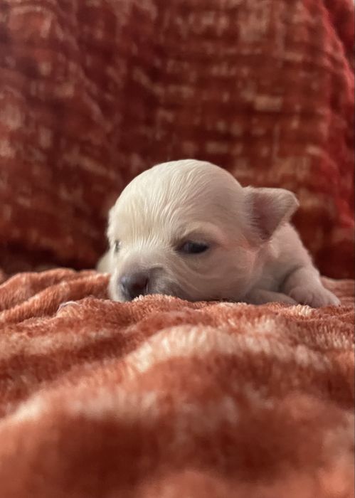 Chihuahua długowłosa***ZKwP/FCI*** Piekary Śląskie • OLX.pl