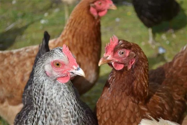 Drób: kury, kaczki, gęsi, indyki na sprzedaż Ogłoszenia OLX.pl