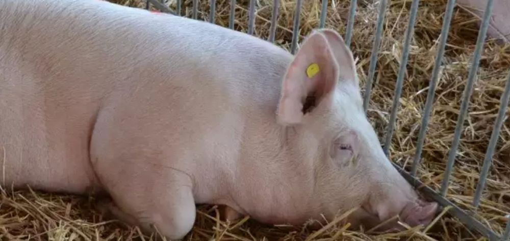 Locha loszka świnia zaproszona Starokrzepice • OLX.pl