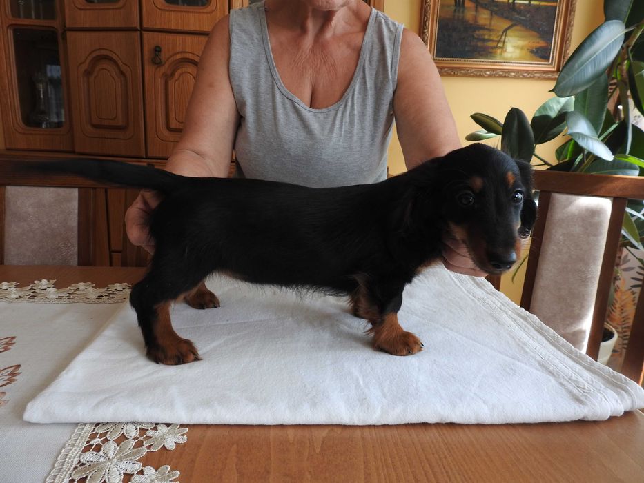 Jamnik długowłosy miniaturowy-rodowodowy Kawęczyn • OLX.pl