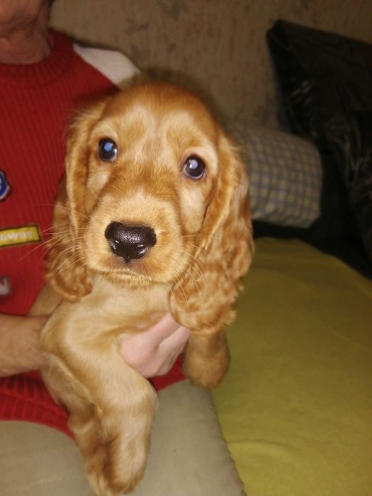 Cocker Spaniel - psy rasowe na sprzedaż, do adopcji | OLX Zwierzęta