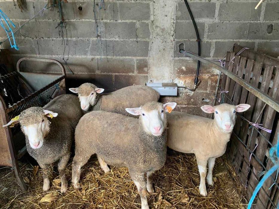 Borregos, borregas Ile de france Monte Redondo E Carreira • OLX Portugal