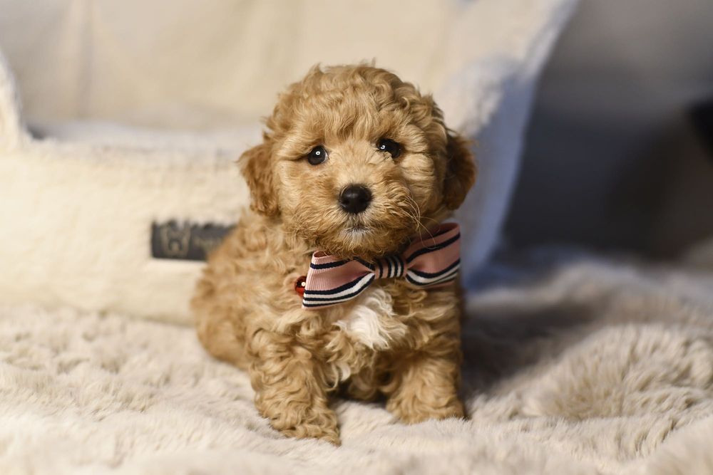 Cavapoo F1 wyjątkowy chłopiec gotowy do odbioru Warszawa Bemowo • OLX.pl