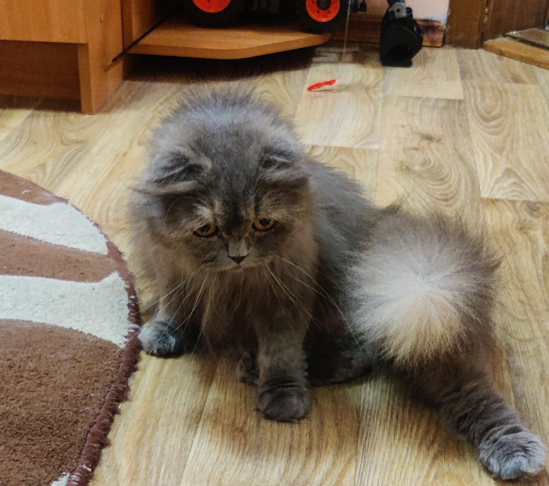 Продам британских, шотландские кошинят/ котята: 100 грн. - Коти Бровари ...