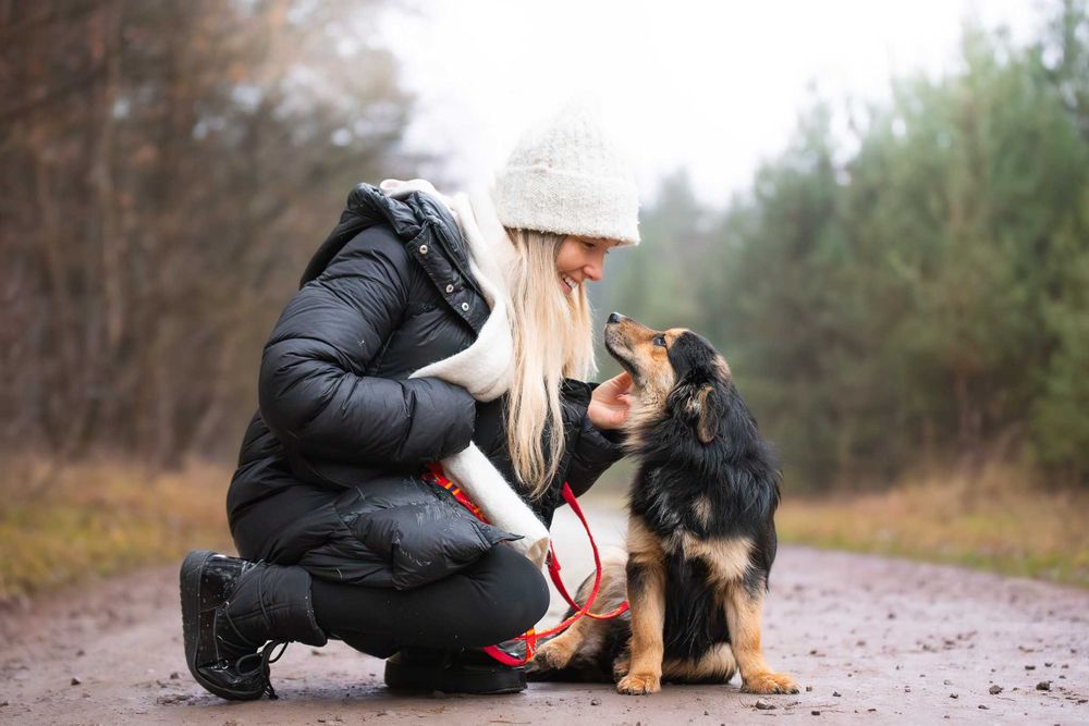 Przeuroczy psiak Pappi czarny-podpalany szuka dobrego domku Kielce • OLX.pl