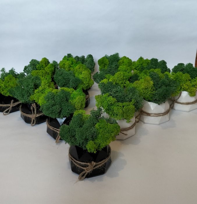 Стабілізований мох в гіпсових кашпо 60 грн Кімнатні рослини Тернопіль на Olx