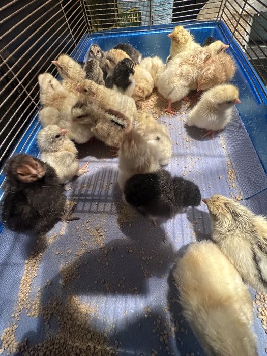 Kurczęta Pisklęta Piskle Kolorowe Mix Liliputki Zagrodowe Gidle • OLX.pl