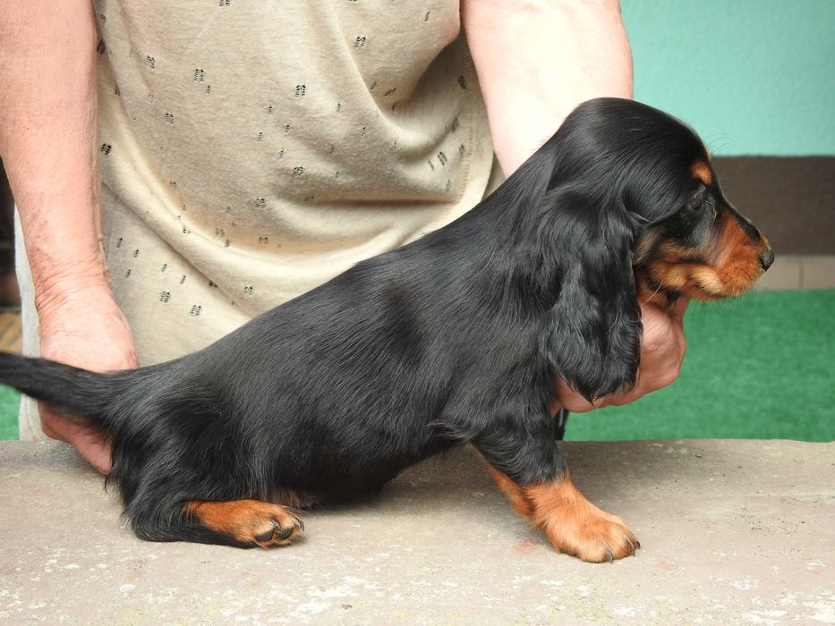 Jamnik długowłosy miniaturowy-rodowodowy Kawęczyn • OLX.pl