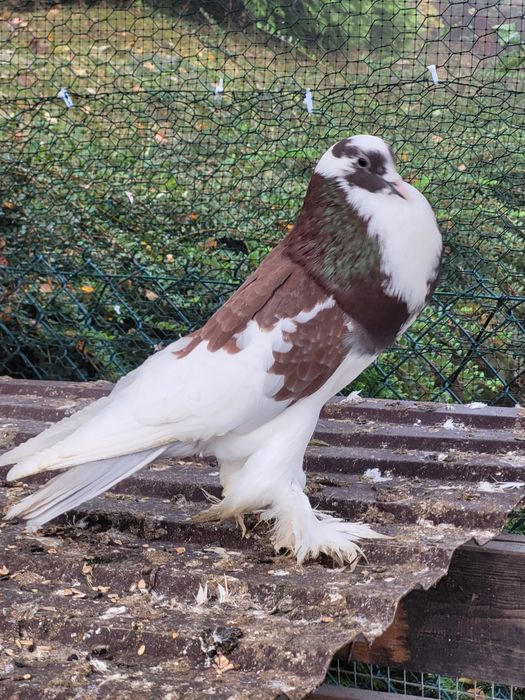 Gołębie, Kingi, Garłacze Radziechowy • OLX.pl