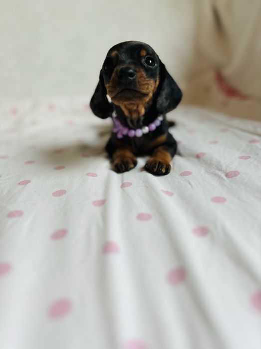 merle jamnik – Psy – szczeniaki, dorosłe | OLX Zwierzęta