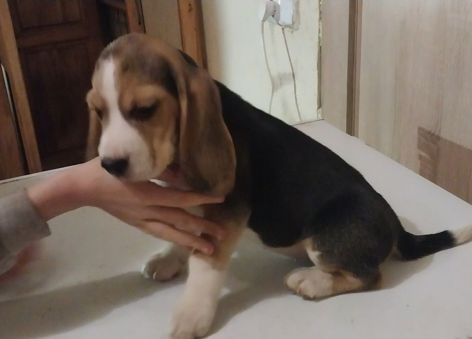 Цуценята 2.5 місяці,біглі дівчата з документами FCI: 7 000 грн. - Собаки Київ на Olx