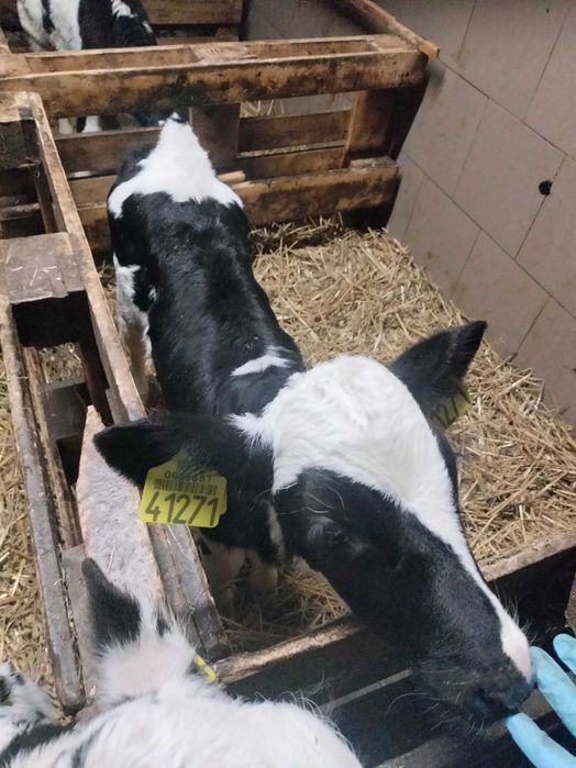 Jałówka Holsztyńsko-Fryzyjska Pokrzywno • OLX.pl