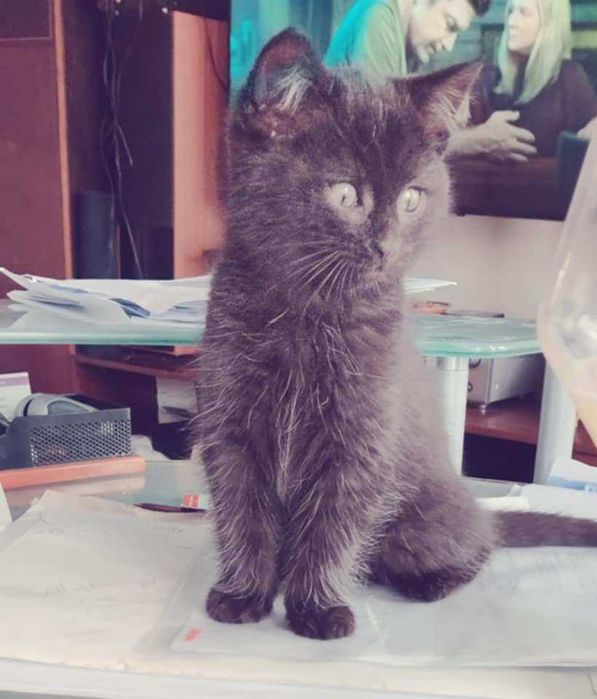 Puchatki szukają chatki Białystok Piaski • OLX.pl