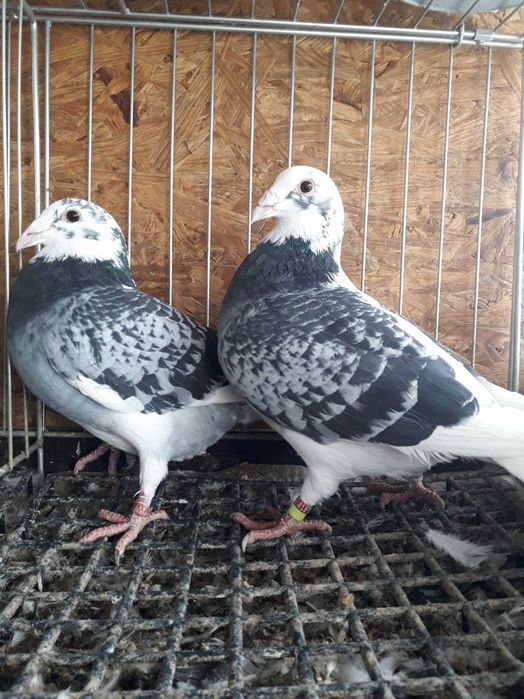 Golebie pocztowe samice Brzeziny • OLX.pl