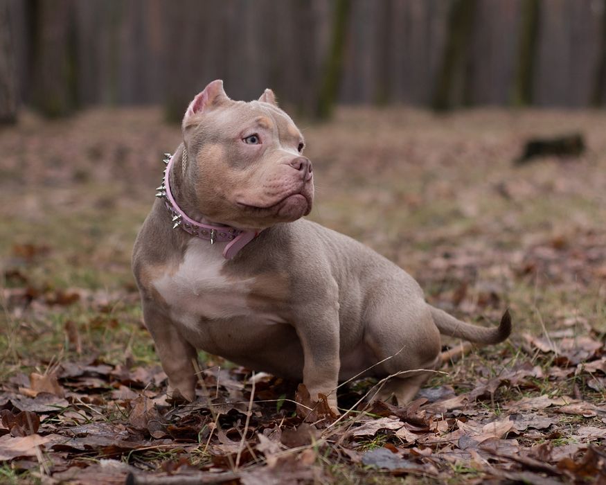 American Bully female: 1 300 $ - Собаки Київ на Olx