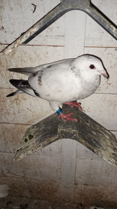 Młode gołębie pocztowe i pawiki Frydrychowice • OLX.pl