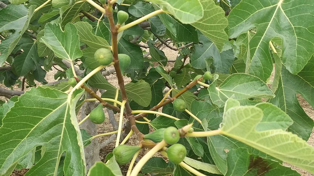 Figueiras Figo Rei enraizadas Azambuja • OLX Portugal