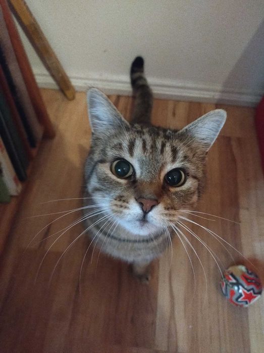 Tekla - kotka szuka domu Goleniów • OLX.pl