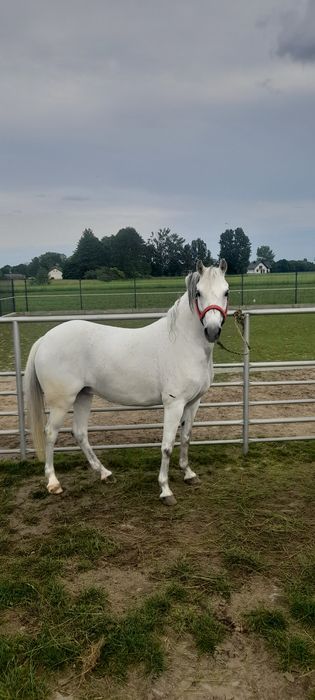 Klacz kuc walijski Dąbrowa Tarnowska • OLX.pl