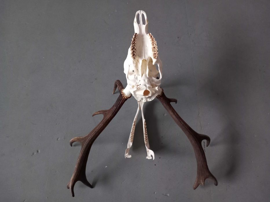 Byk, Jeleń, Poroże, Wieniec, Rogi, Selekt Stargard • OLX.pl