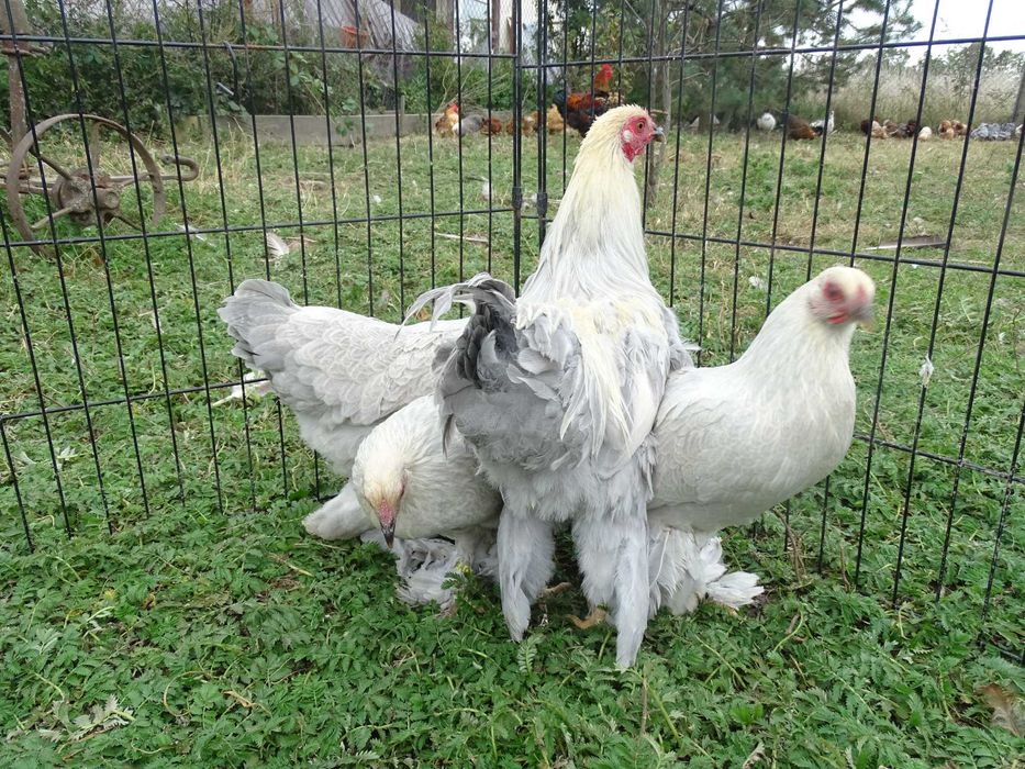 Brahma mini lawendowa, brahmy lawendowe Kostomłoty • OLX.pl