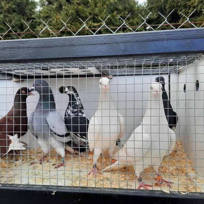 Gołębie Jasne Lot Buczek • OLX.pl