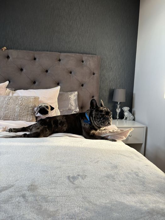Buldog francuski blue merle samiec oddam Warszawa Śródmieście • OLX.pl