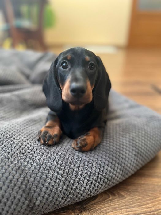 Jamnik miniaturowy - rodowodowy Golub-Dobrzyń • OLX.pl