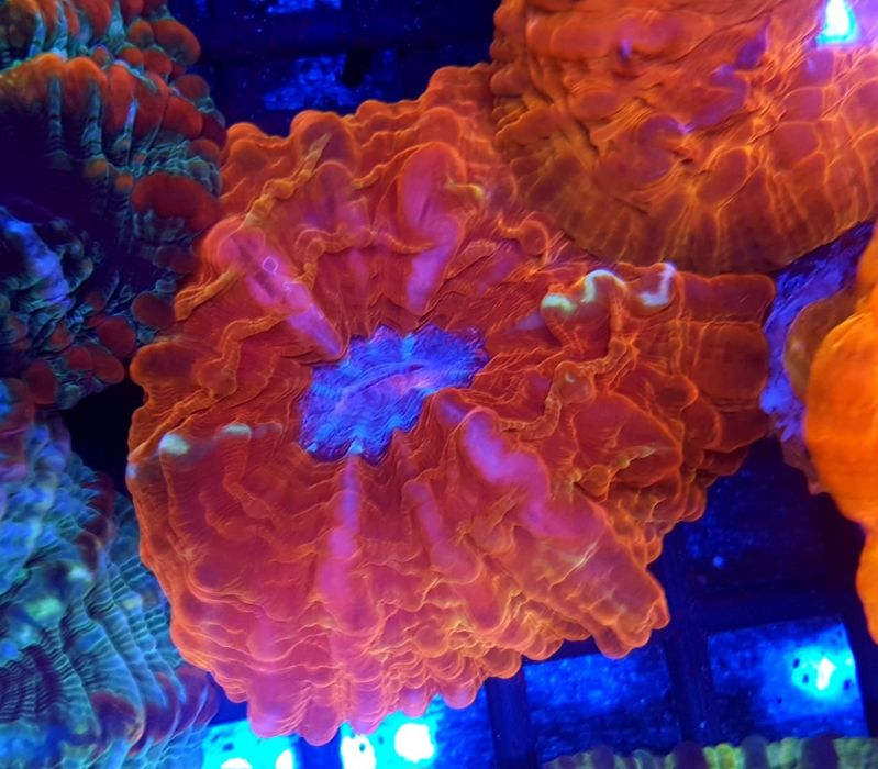 Cynarina lacrymalis Red. Koralowiec LPS . Akwarium morskie Pruszcz ...