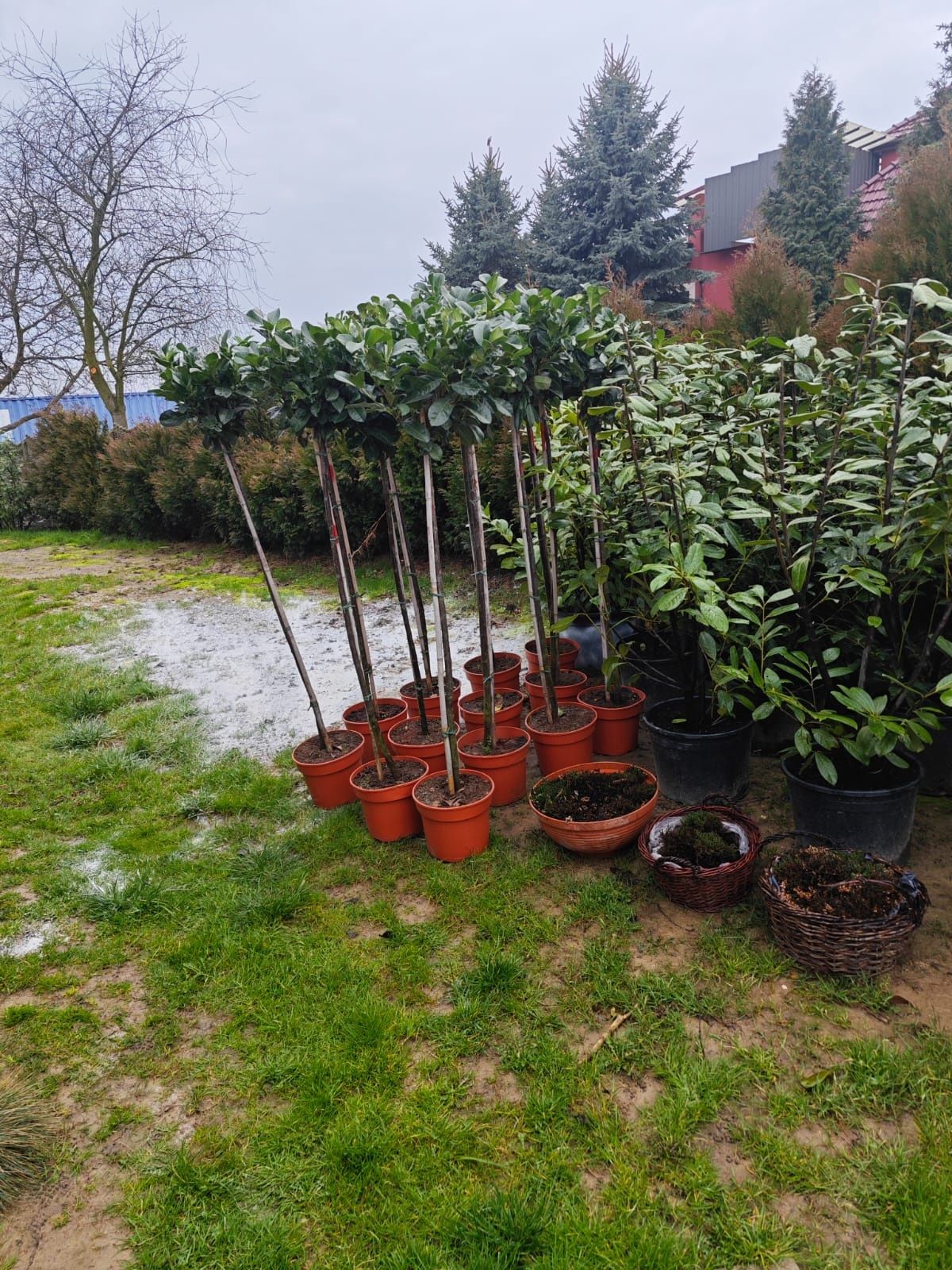 Laurowiśnia Etna szczepiona na pniu. Wisła Wielka • OLX.pl Laurowiśnia Etna szczepiona na pniu. Wisła Wielka • OLX.pl