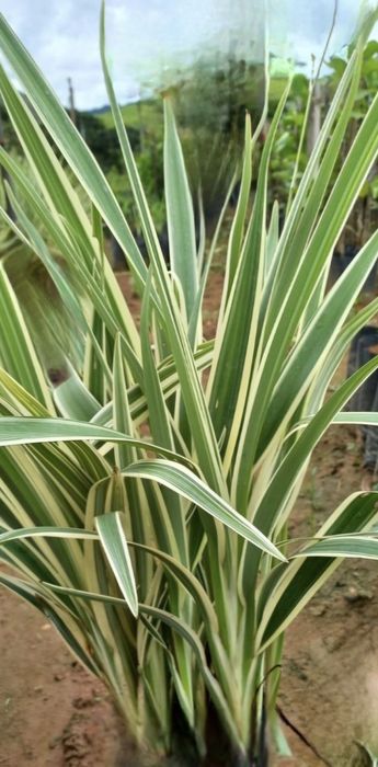 Dianella variegata gigante Lordelo Do Ouro E Massarelos • OLX.pt