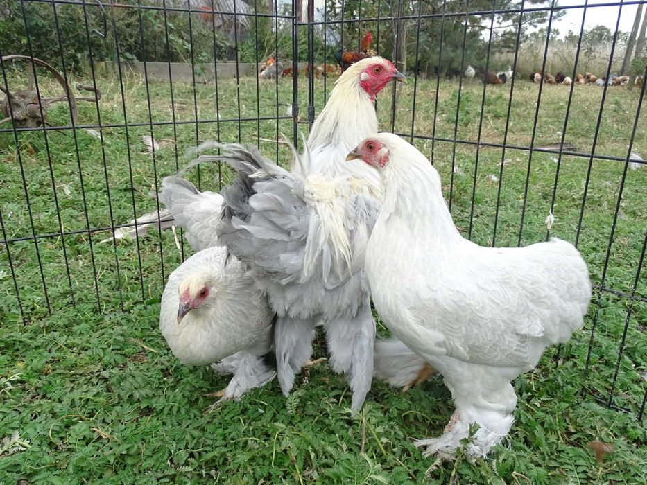 Brahma mini lawendowa, brahmy lawendowe Kostomłoty • OLX.pl