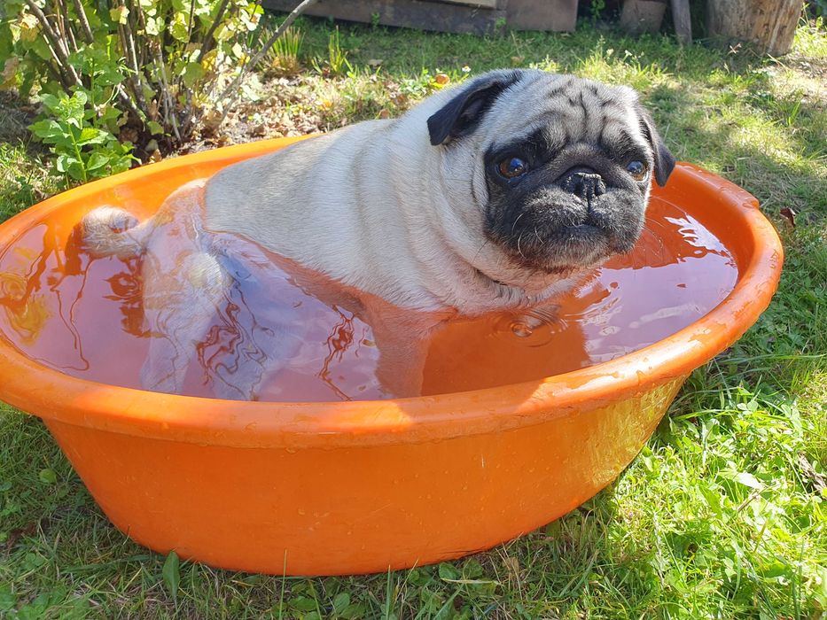 Sprzedam Mopsa GONZO Mirostowice Dolne • OLX.pl