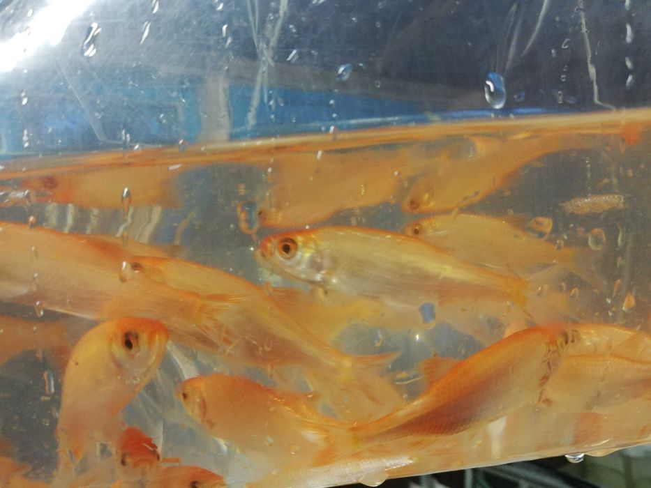 Karaś karp lin orfa tołpyga amur jesiotr Ostrów Mazowiecka • OLX.pl