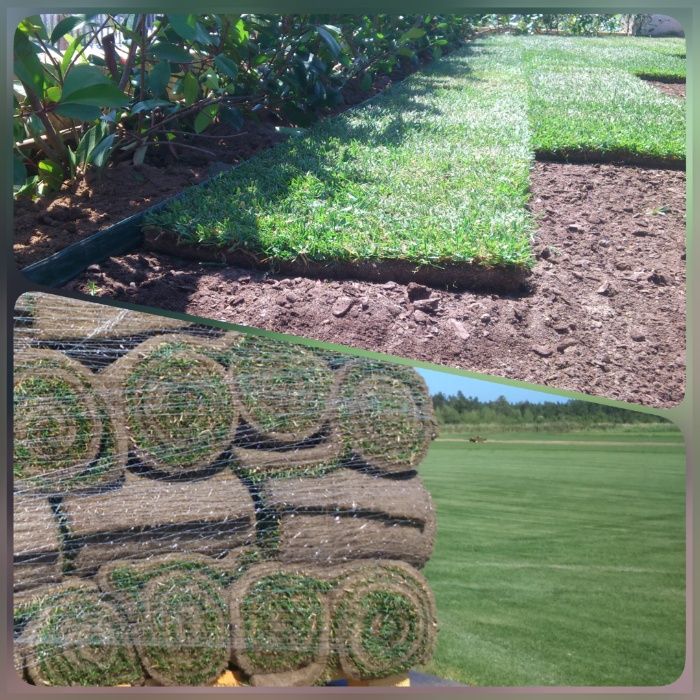 Relva natural em rolo tapete Arcos E Mogofores • OLX Portugal