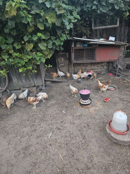 Kury młode green shell Umer • OLX.pl