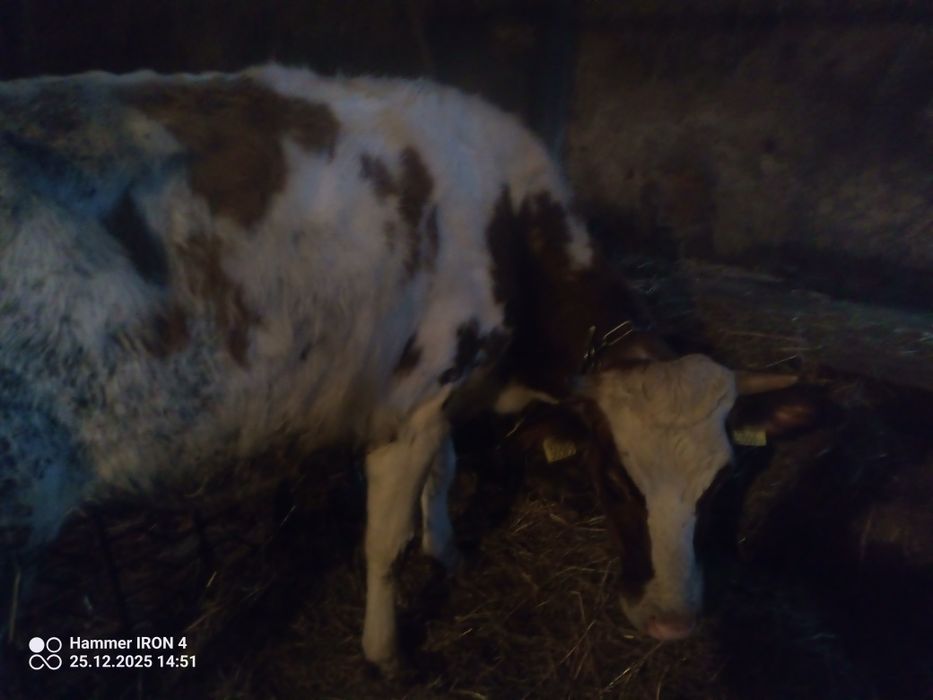 Krowa mleczna 100%Jersey Trzeboszowice • OLX.pl