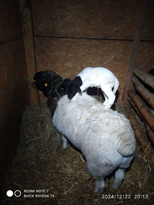 Owce Dorper owieczka tryk baran jarki Rydułtowy • OLX.pl