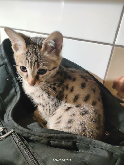 Savannah F4 czwarte pokolenie po serwalu Jarantowice • OLX.pl