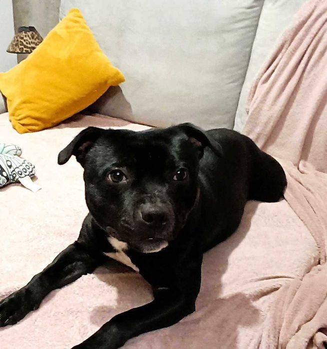 Staffordshire Bull Terrier - młody staffik , stafik Chełm • OLX.pl