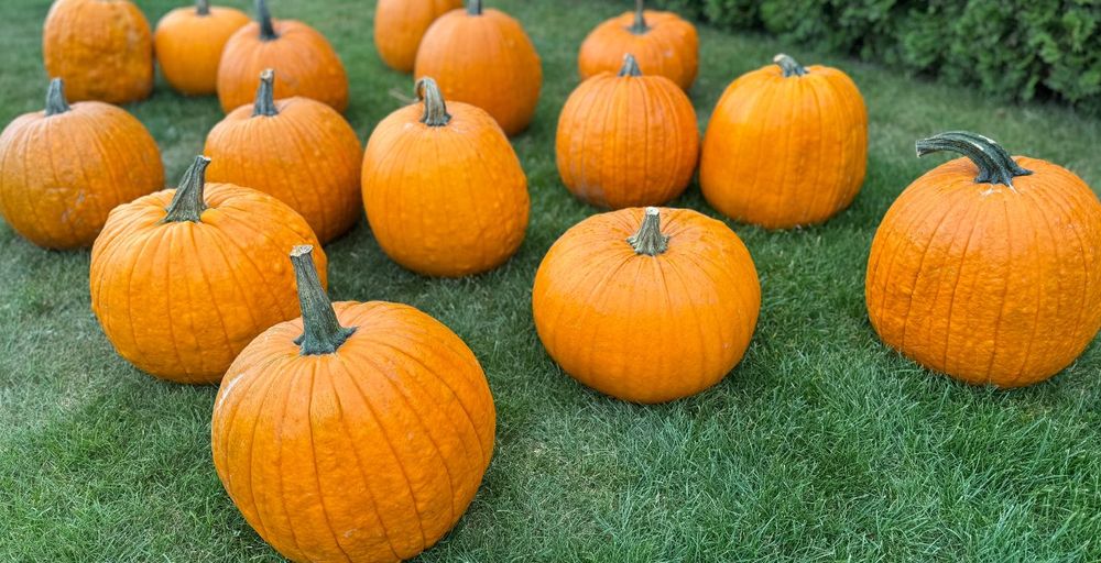 SALE DYNIE HALLOWEEN USA XXL jadalna bio dynia ozdobna biała baby boo ...