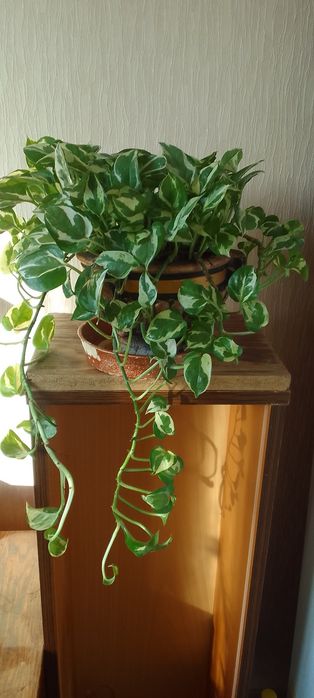 Сциндапсус (эпипрениум) N-Joy: 650 грн. - Кімнатні рослини Запоріжжя на Olx