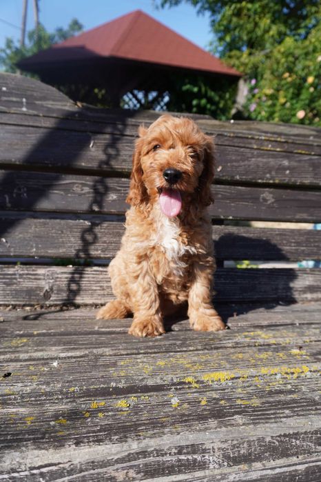 Cockapoo szczeniak Międzygórz • OLX.pl