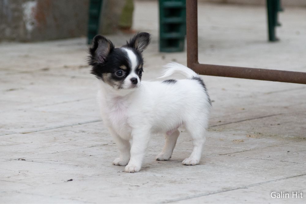 Неймовірний довгошерстий хлопчик КСУ-FCI: 15 000 грн. - Собаки Сумы на Olx