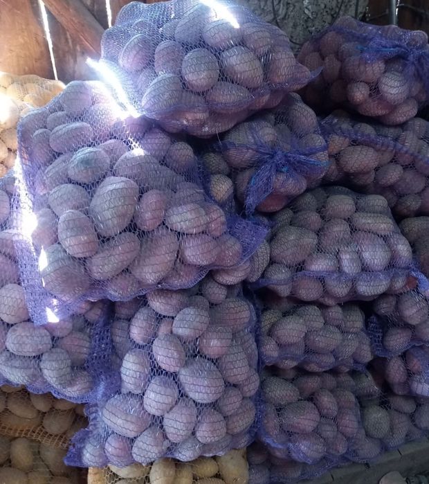 Sprzedam Ziemniaki na zime oraz paszowe Tuchów • OLX.pl