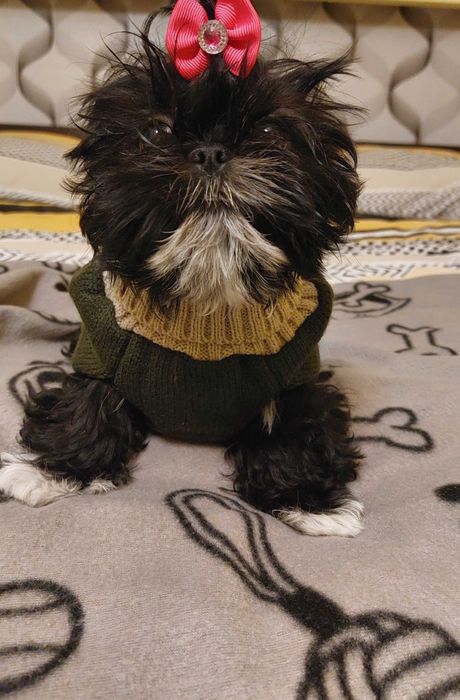 Shih tzu piekna i radosna rodowód zapraszam Okazja Chorzów • OLX.pl