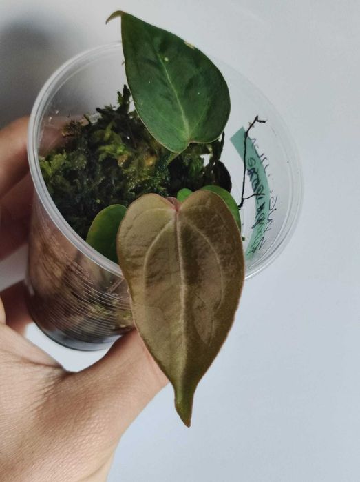 Anthurium Black Widow x Michelle X Orca Benfica • OLX Portugal